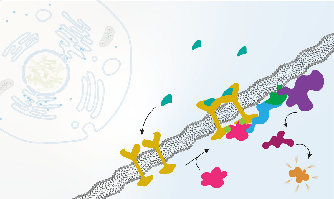 MITx 7.06.2x Certificate | edX