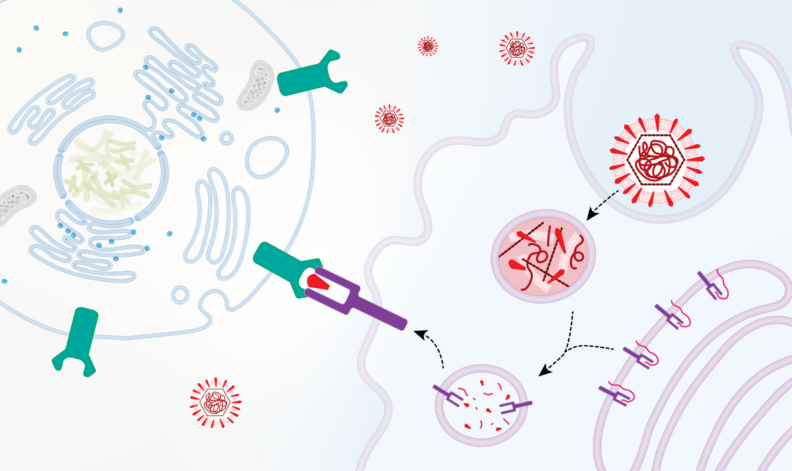MITx 7.06.3x Certificate | edX