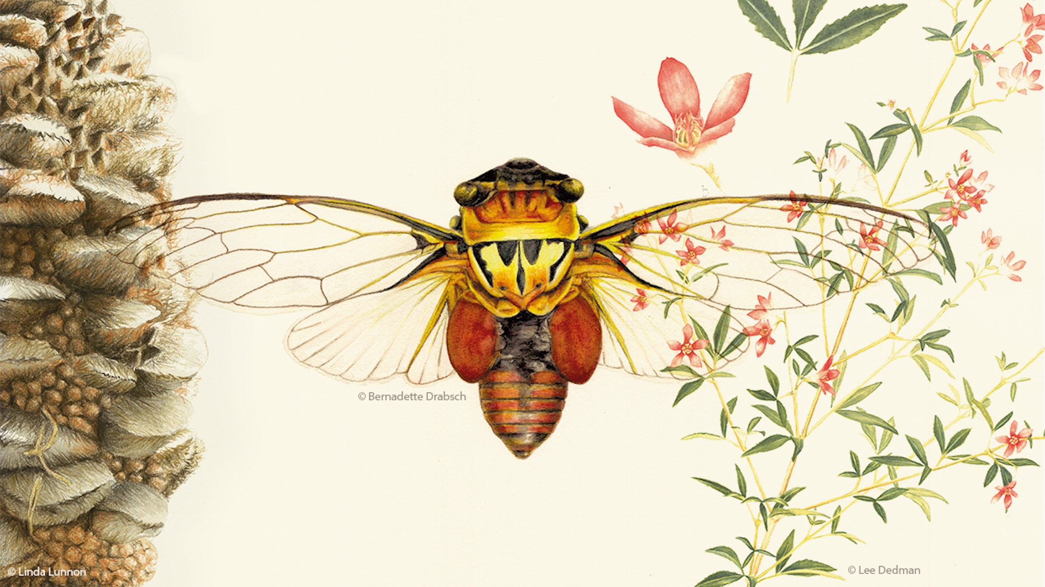 NewcastleX NHI101x Certificate | edX